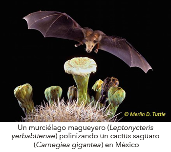 Alas nocturnas: la importancia de los murciélagos como polinizadores